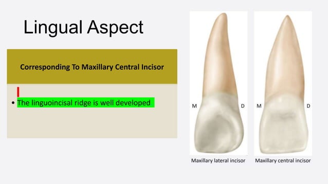 Permanent Maxillary Lateral Incisors-Dr Saba Arshad | PPT