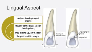 Permanent Maxillary Lateral Incisors-Dr Saba Arshad | PPTX