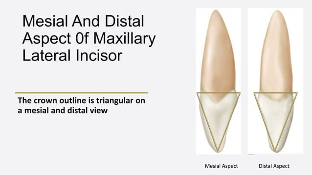 Permanent Maxillary Lateral Incisors-Dr Saba Arshad | PPT