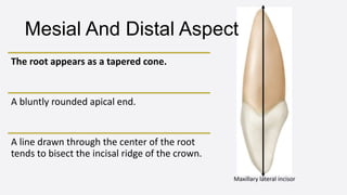 Permanent Maxillary Lateral Incisors-Dr Saba Arshad | PPTX