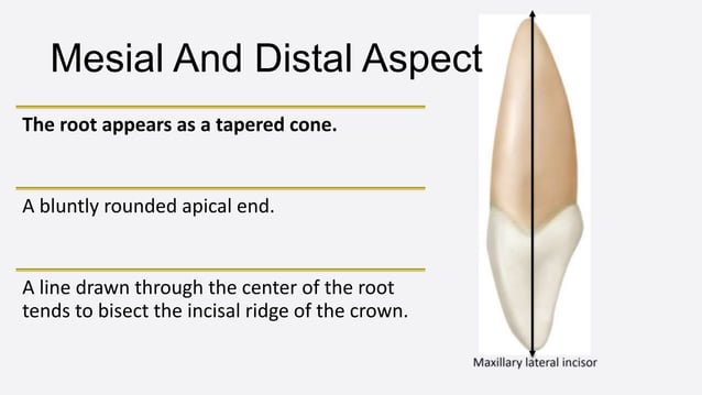 Permanent Maxillary Lateral Incisors-Dr Saba Arshad | PPT