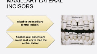 Permanent Maxillary Lateral Incisors-Dr Saba Arshad | PPTX