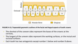 Permanent Maxillary Lateral Incisors-Dr Saba Arshad | PPTX