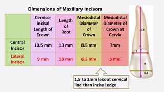 Permanent Maxillary Lateral Incisors-Dr Saba Arshad | PPT