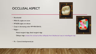 Tooth morphology of MAXILLARY & MANDIBULAR.pptx