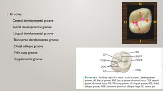 Tooth morphology of MAXILLARY & MANDIBULAR.pptx