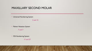 Tooth morphology of MAXILLARY & MANDIBULAR.pptx