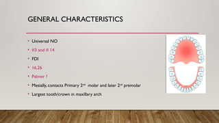 Tooth morphology of MAXILLARY & MANDIBULAR.pptx