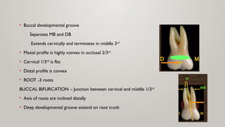 Tooth morphology of MAXILLARY & MANDIBULAR.pptx