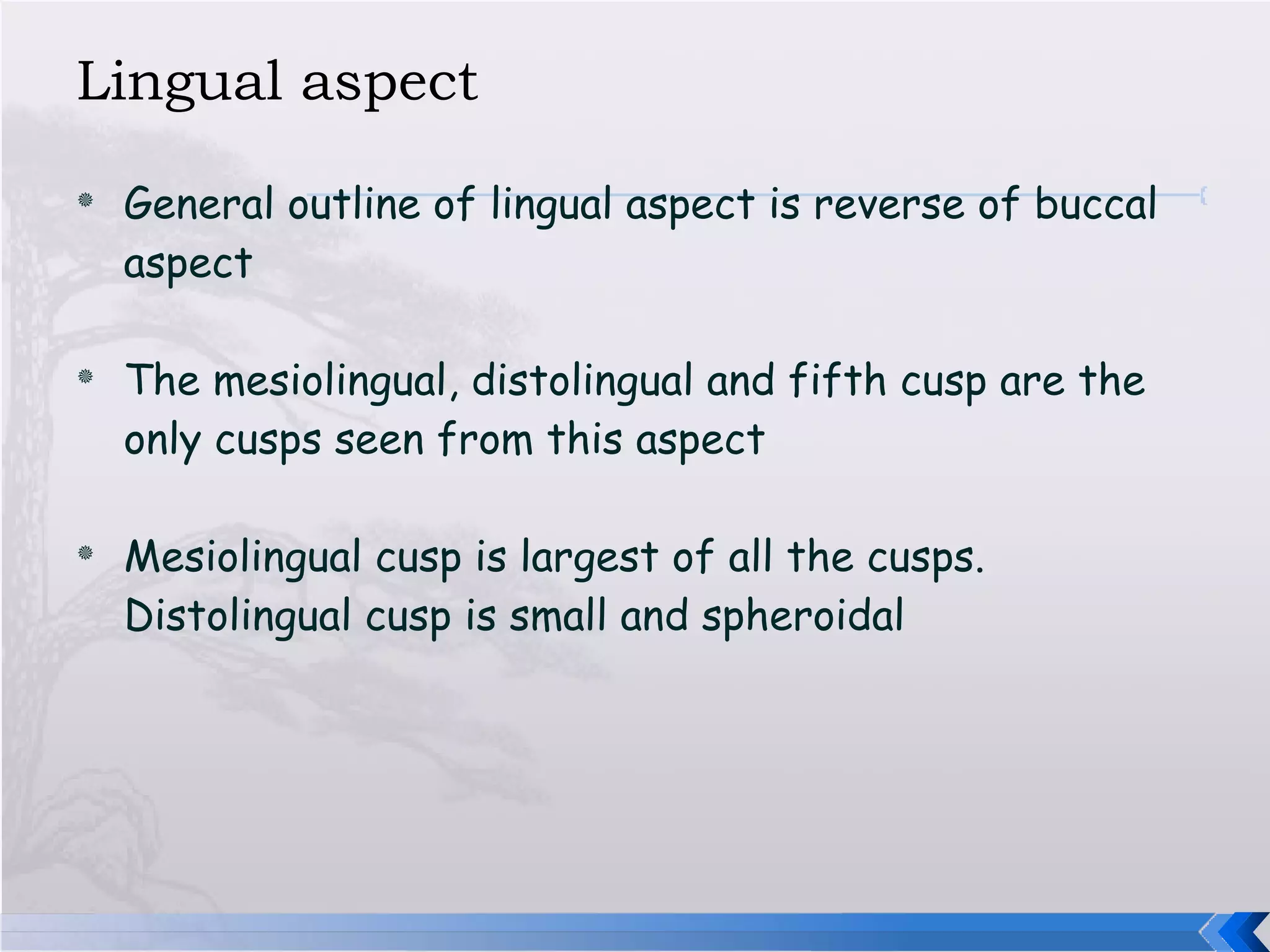 Maxillary Molars | PPT