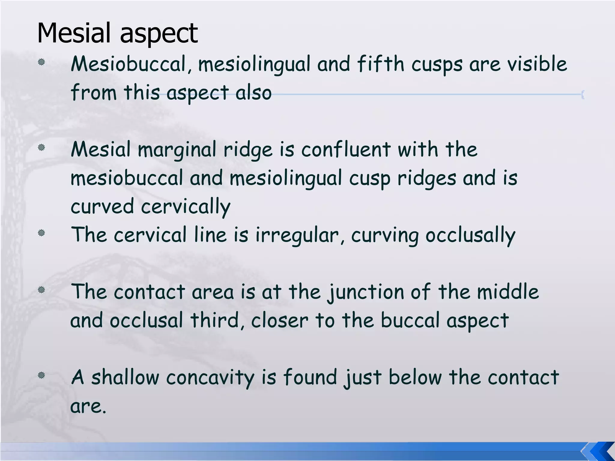 Maxillary Molars | PPT