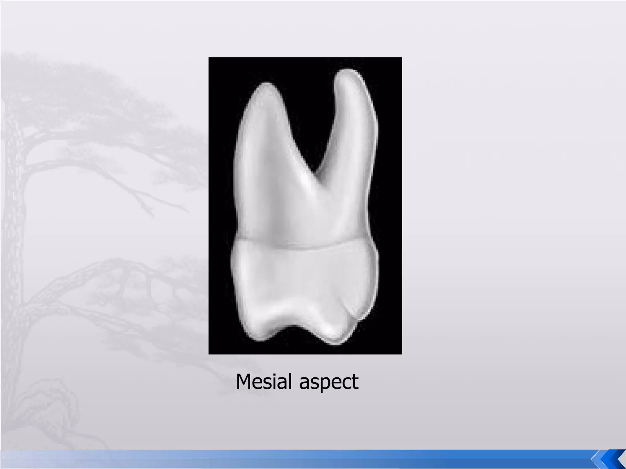 Maxillary Molars | PPT