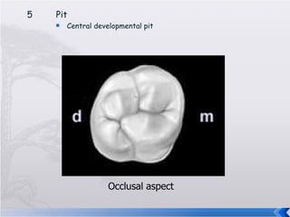 Maxillary Molars | PPT