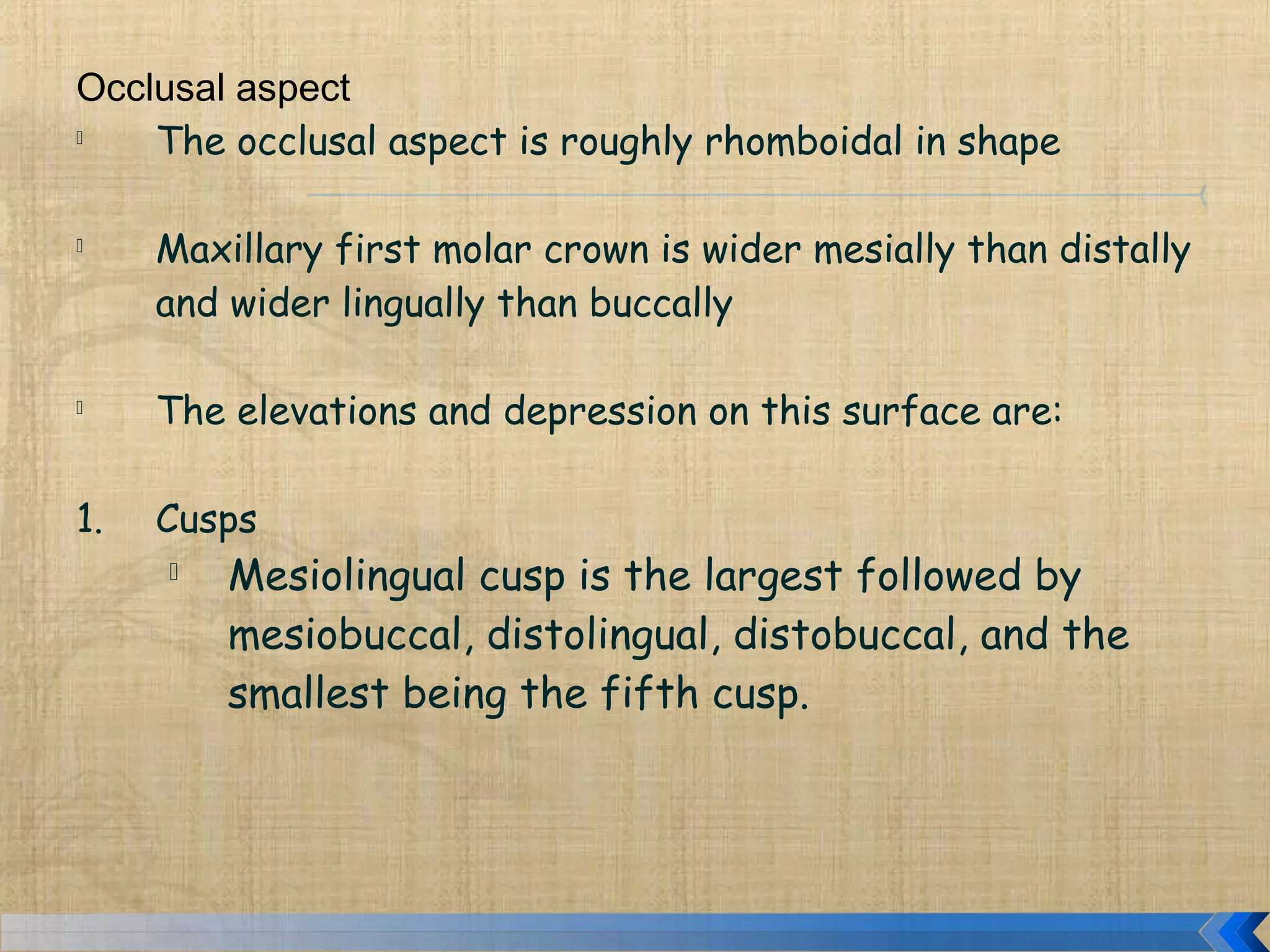 morphology of maxillary 1st,2nd,3rd molar teeth | PPT