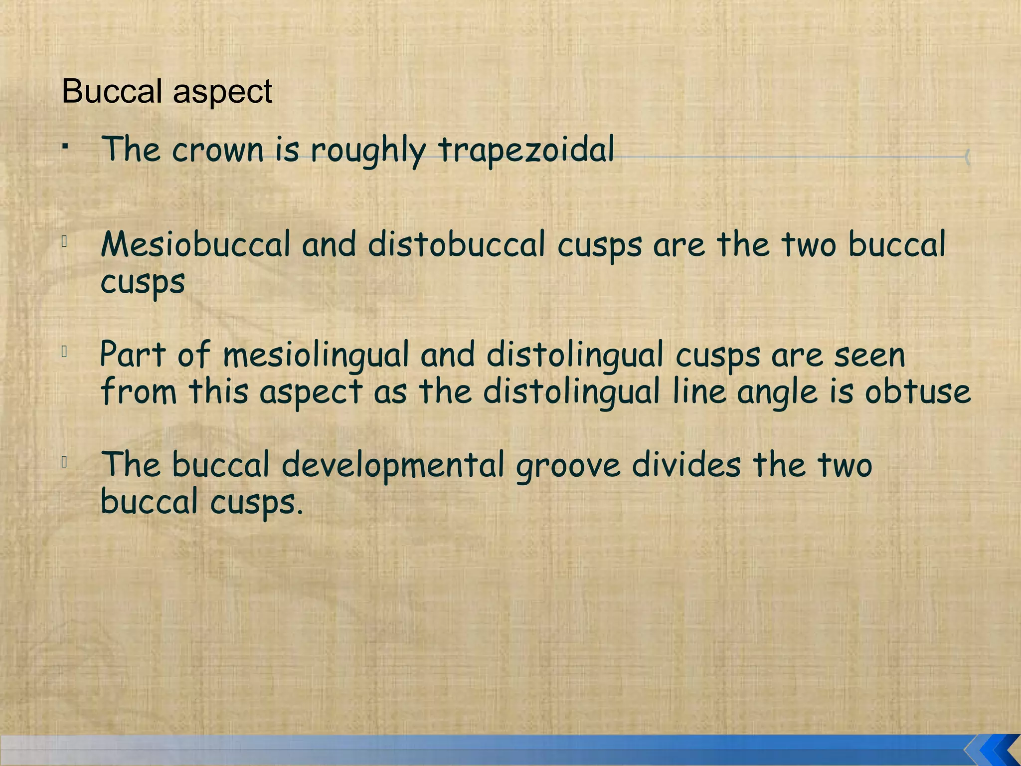 morphology of maxillary 1st,2nd,3rd molar teeth | PPT