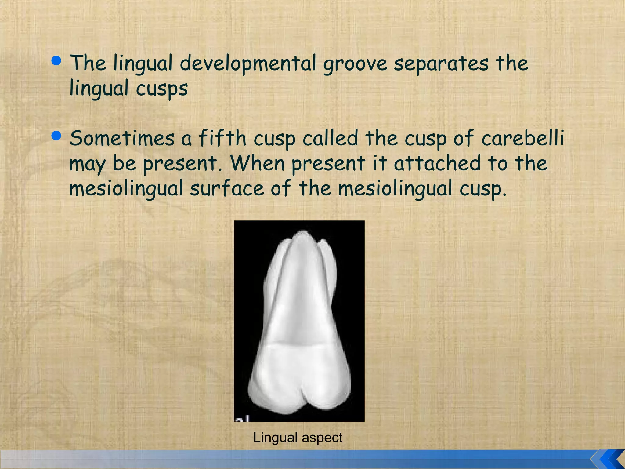 morphology of maxillary 1st,2nd,3rd molar teeth | PPT