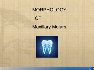 morphology of maxillary 1st,2nd,3rd molar teeth | PPT