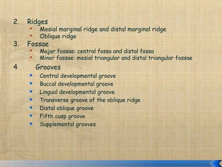 morphology of maxillary 1st,2nd,3rd molar teeth | PPT