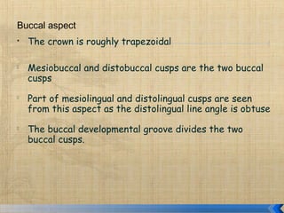 morphology of maxillary 1st,2nd,3rd molar teeth | PPT