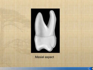 morphology of maxillary 1st,2nd,3rd molar teeth | PPT