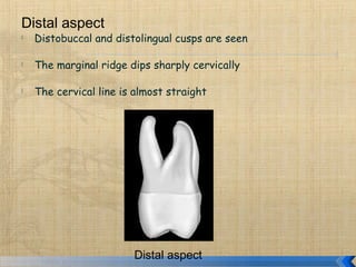 morphology of maxillary 1st,2nd,3rd molar teeth | PPT