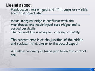 Maxillary molars | PPT