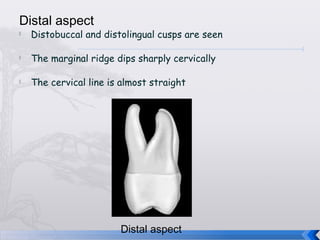 Maxillary molars | PPT