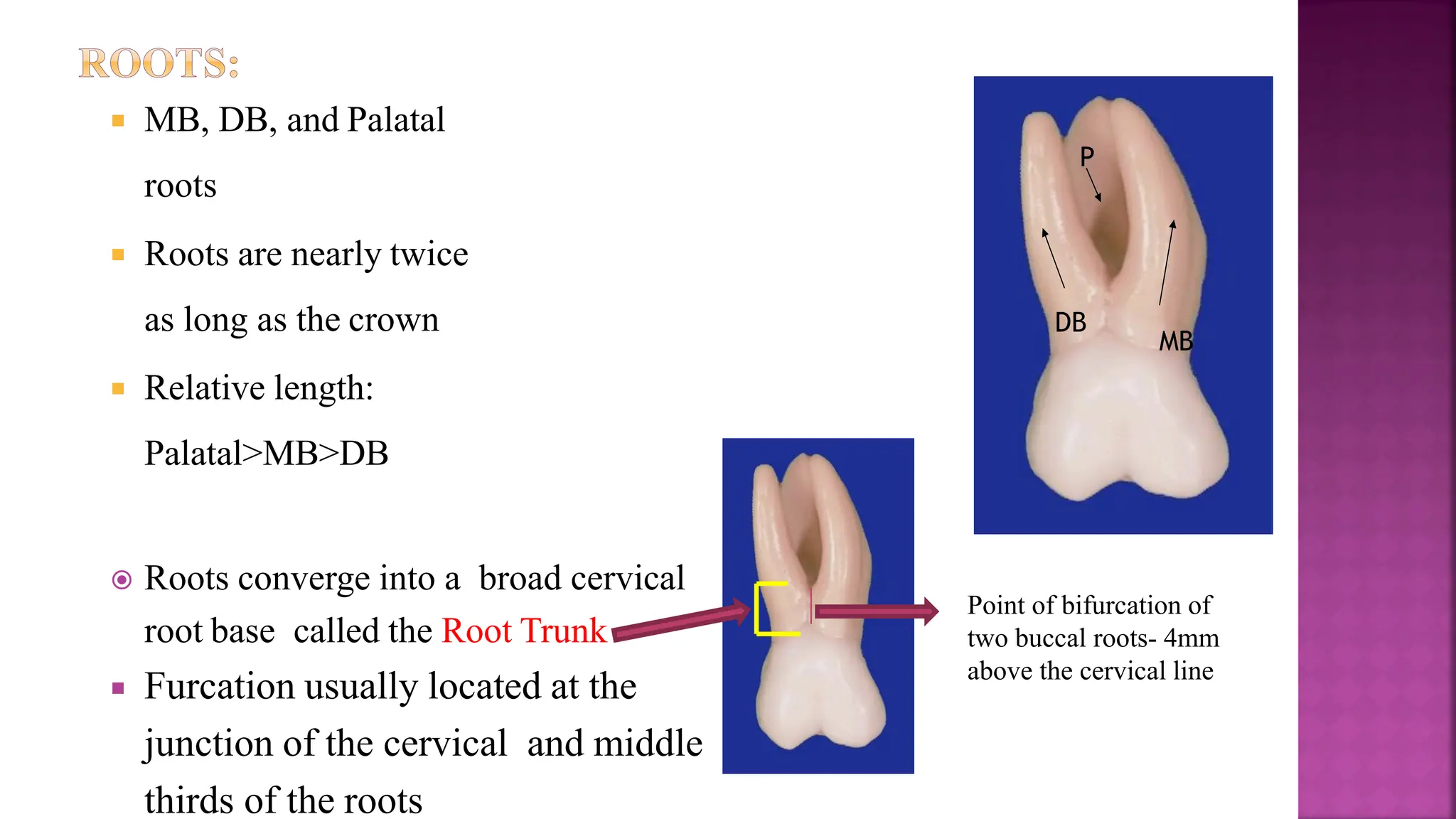MAXILLARY MOLARS.pdf about the occlusal aspect of molar | PDF | Dental ...