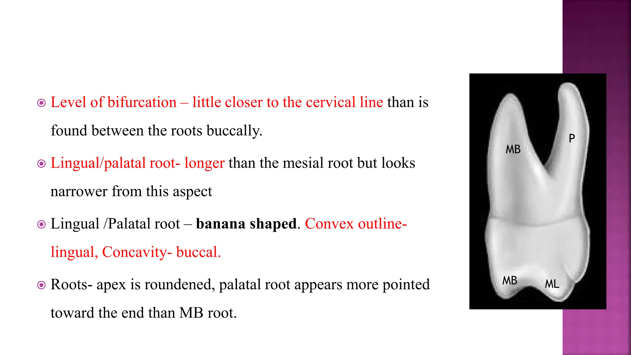 MAXILLARY MOLARS.pdf about the occlusal aspect of molar | PDF | Dental ...