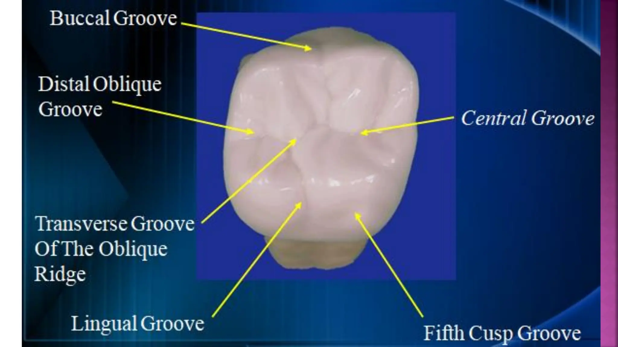 MAXILLARY MOLARS.pdf about the occlusal aspect of molar | PDF | Dental ...