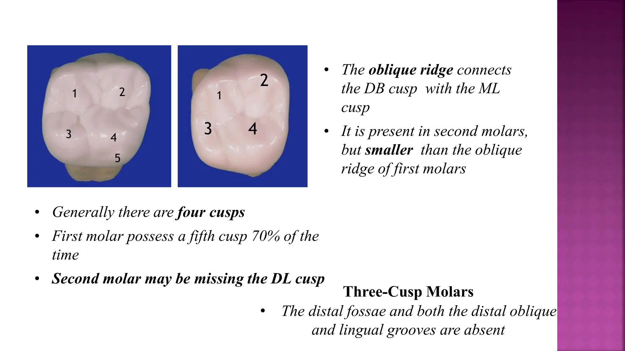MAXILLARY MOLARS.pdf about the occlusal aspect of molar | PDF | Dental ...