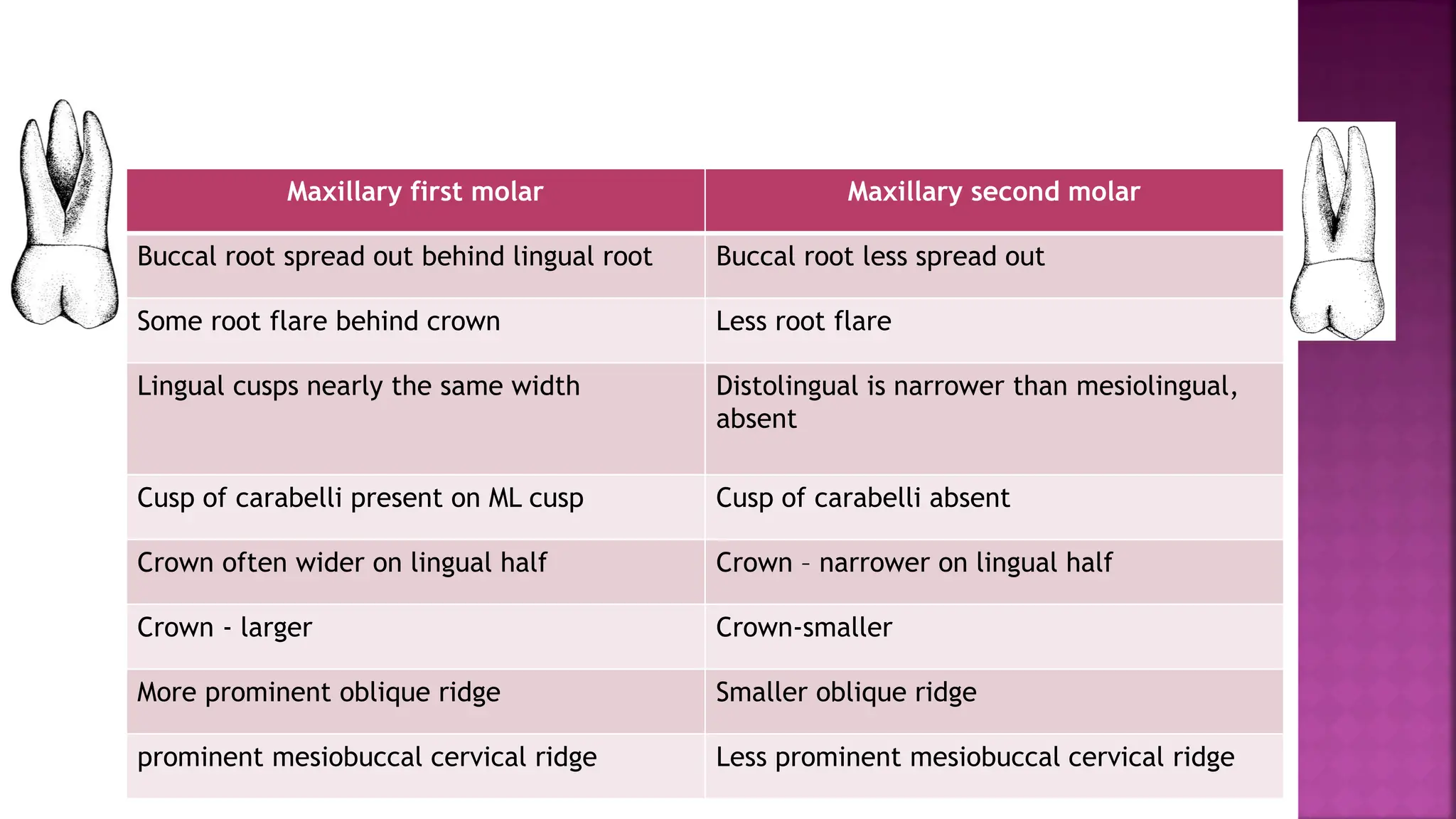 MAXILLARY MOLARS.pdf about the occlusal aspect of molar | PDF | Dental ...