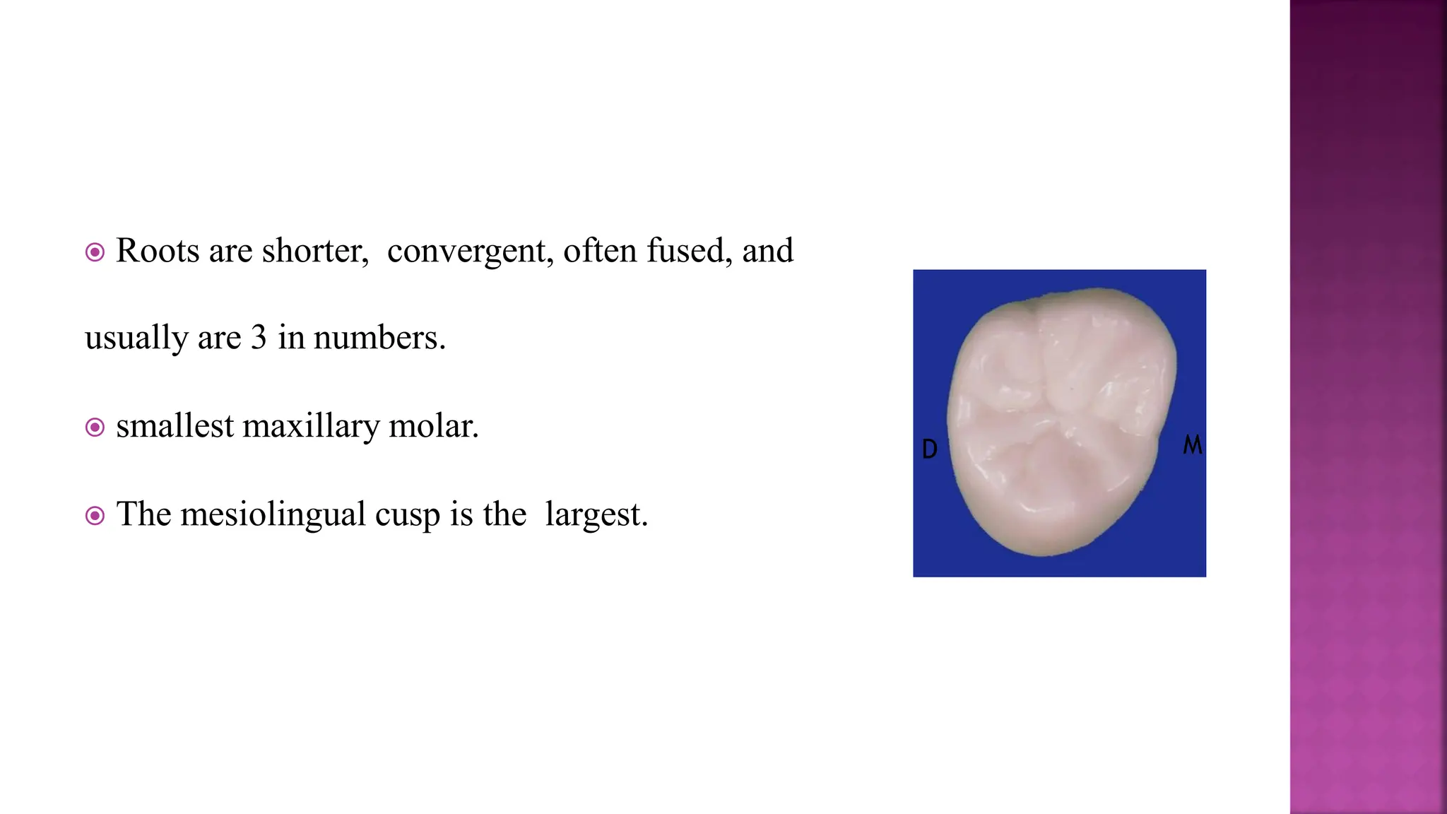 MAXILLARY MOLARS.pdf about the occlusal aspect of molar | PDF | Dental ...