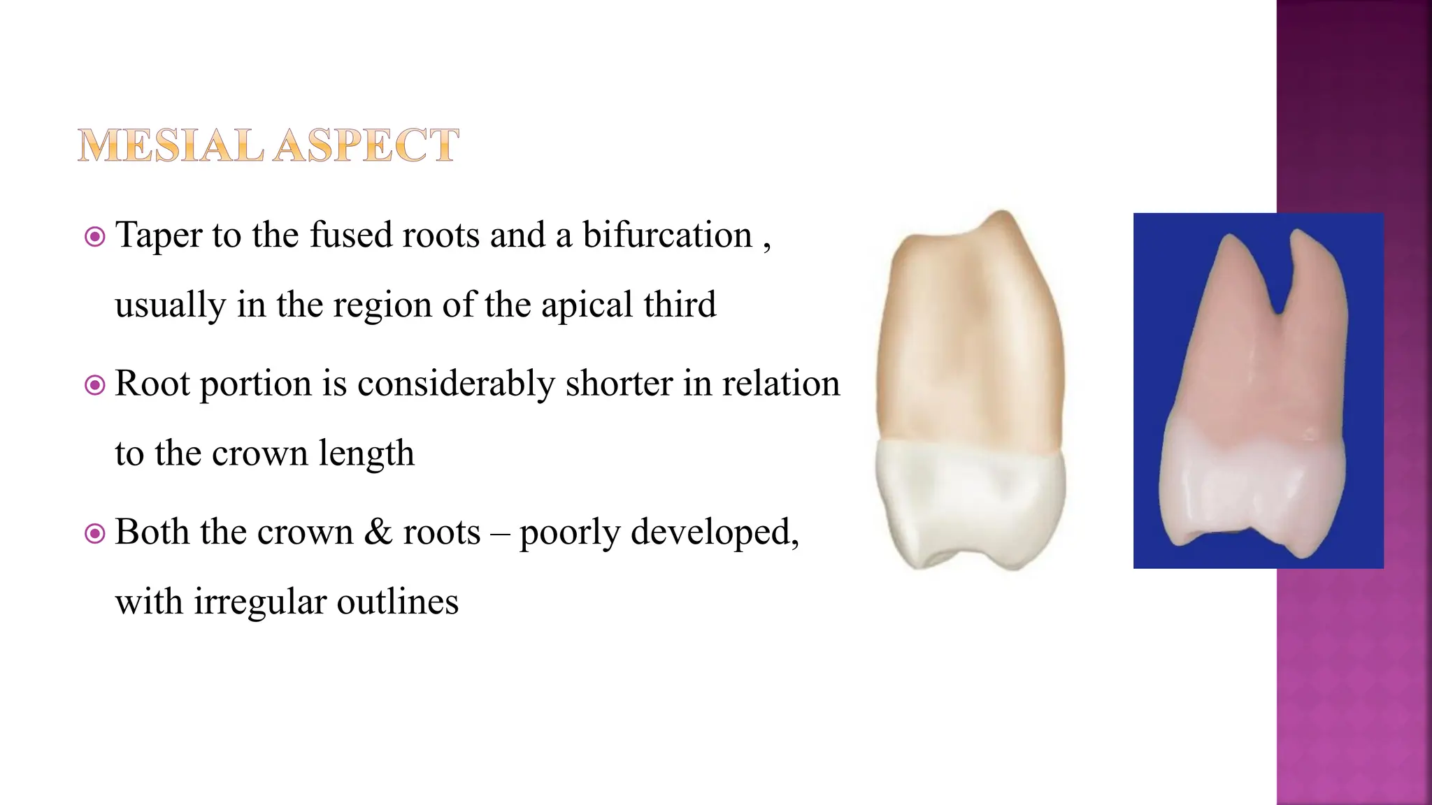 MAXILLARY MOLARS.pdf about the occlusal aspect of molar | PDF | Dental ...