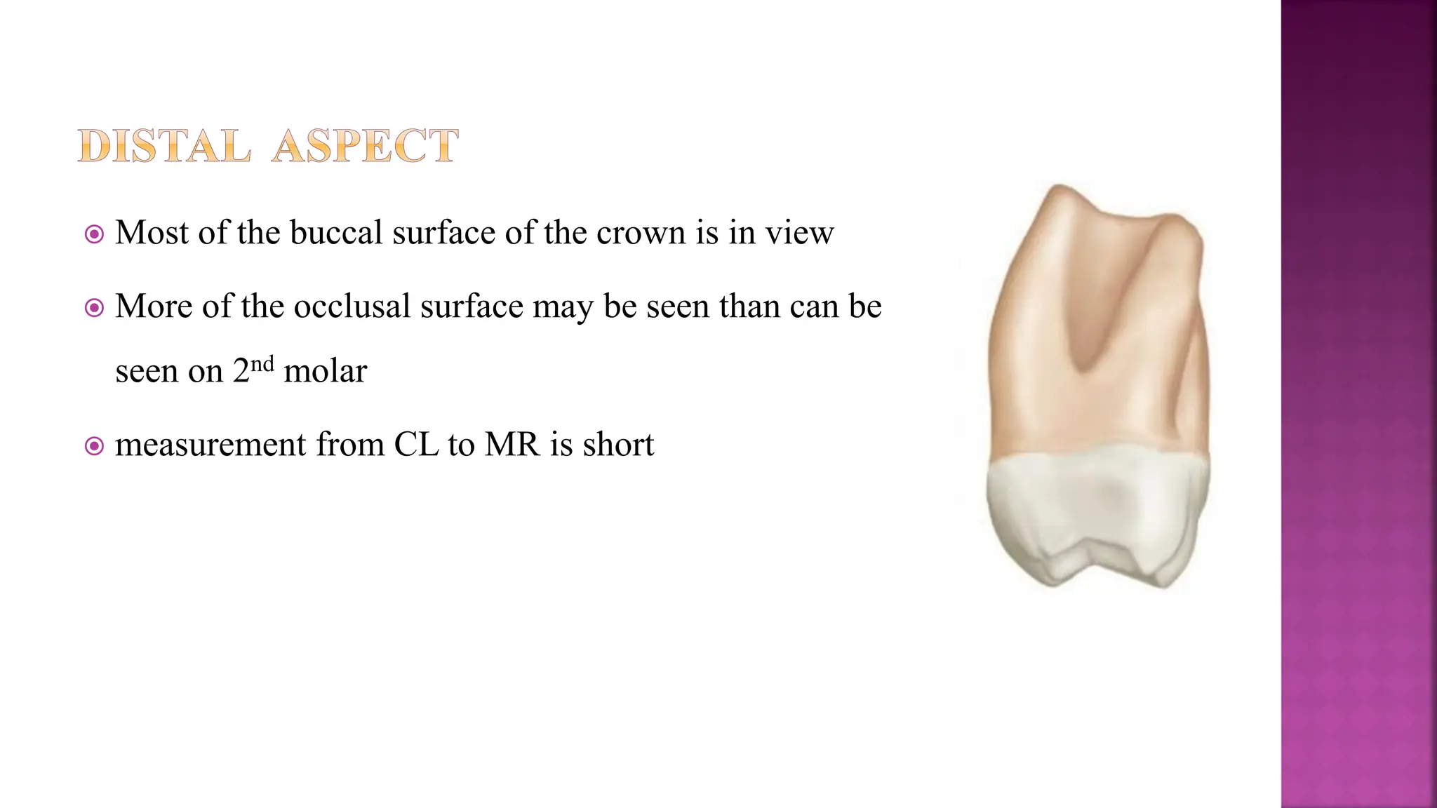 MAXILLARY MOLARS.pdf about the occlusal aspect of molar | PDF | Dental ...