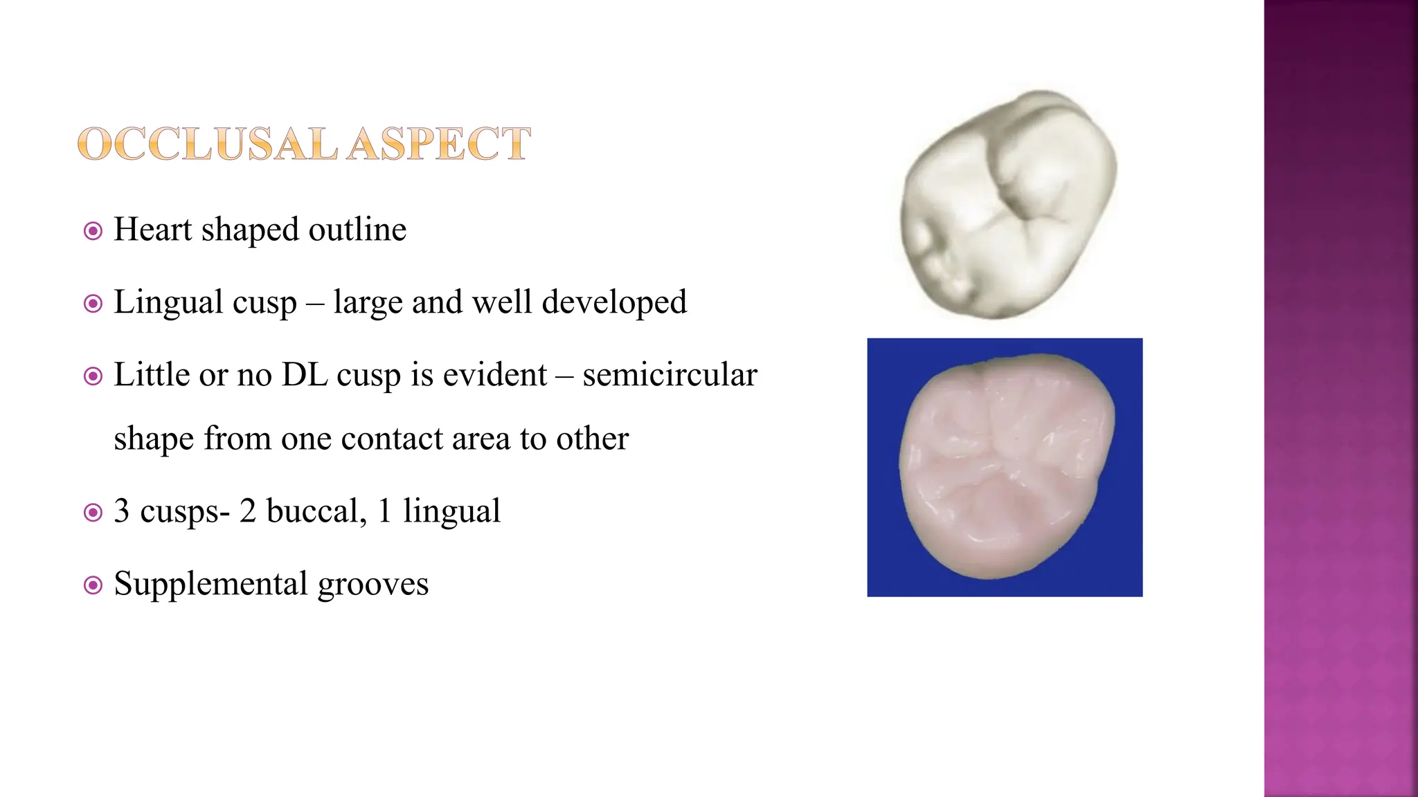 MAXILLARY MOLARS.pdf about the occlusal aspect of molar | PDF | Dental ...