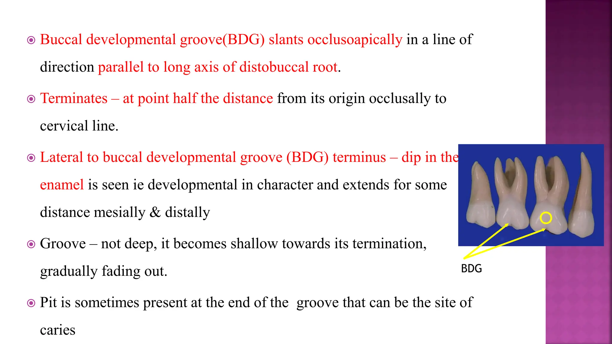 MAXILLARY MOLARS.pdf about the occlusal aspect of molar | PDF | Dental ...