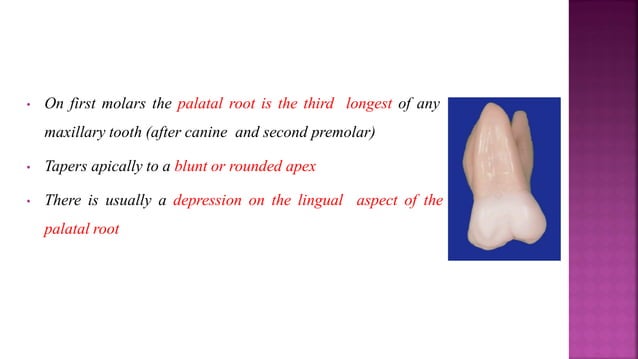 MAXILLARY MOLARS.pdf about the occlusal aspect of molar | PPT