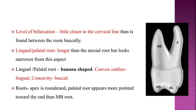 MAXILLARY MOLARS.pdf about the occlusal aspect of molar | PPT