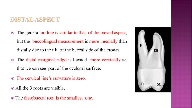 MAXILLARY MOLARS.pdf about the occlusal aspect of molar | PPT