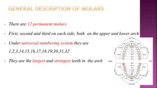 MAXILLARY MOLARS.pdf about the occlusal aspect of molar | PDF