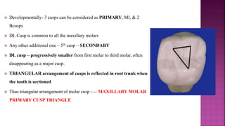 MAXILLARY MOLARS.pdf about the occlusal aspect of molar | PDF