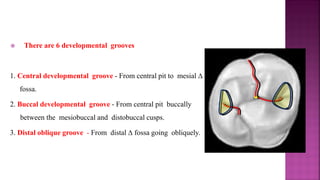 MAXILLARY MOLARS.pdf about the occlusal aspect of molar | PDF