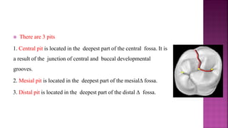 MAXILLARY MOLARS.pdf about the occlusal aspect of molar | PDF