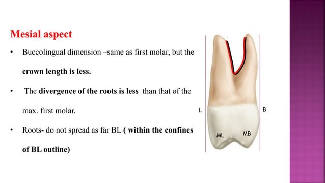 MAXILLARY MOLARS.pdf about the occlusal aspect of molar | PPT