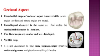 MAXILLARY MOLARS.pdf about the occlusal aspect of molar | PDF