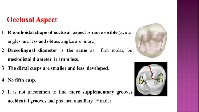 MAXILLARY MOLARS.pdf about the occlusal aspect of molar | PPT