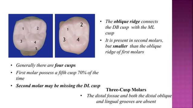 MAXILLARY MOLARS.pdf about the occlusal aspect of molar | PPT