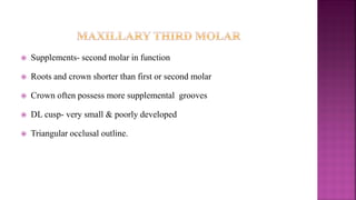 MAXILLARY MOLARS.pdf about the occlusal aspect of molar | PDF