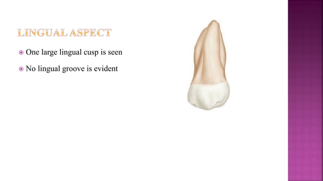 MAXILLARY MOLARS.pdf about the occlusal aspect of molar | PPT